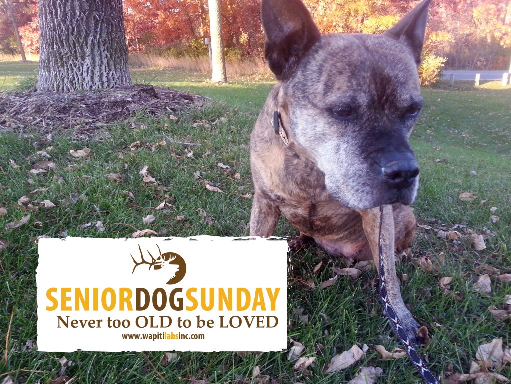Senior Dog Sunday - Chicha - Wapiti Labs Inc