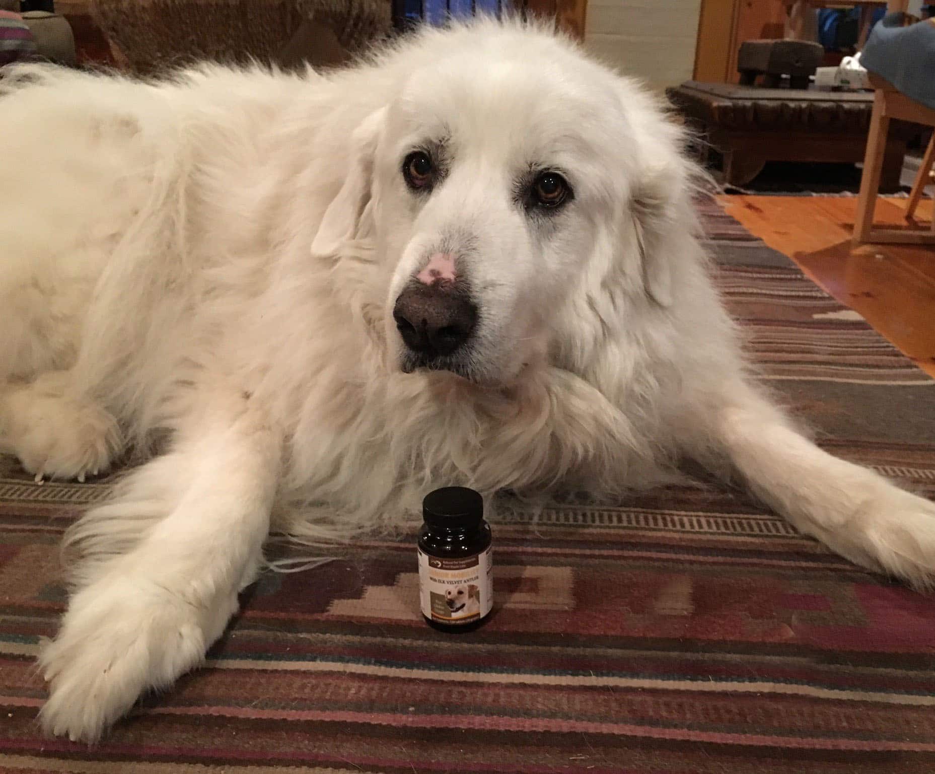 Senior Dog Sunday - Oscar - Wapiti Labs Inc